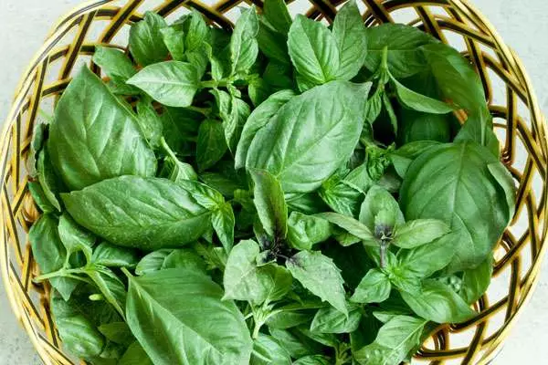 Basil in a bowl