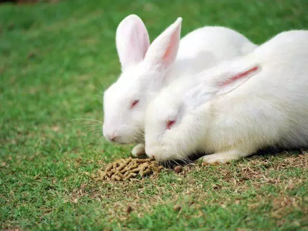 Breed kaniner holong.