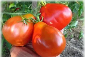 Katerangan ngeunaan tomat tomat anu ditilik, ciri sareng ngahasilkeun