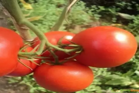 lati oke lori tomati