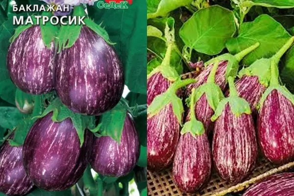 គ្រាប់ពូជ eggplant matrosik