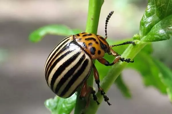 Colorado Beetle.