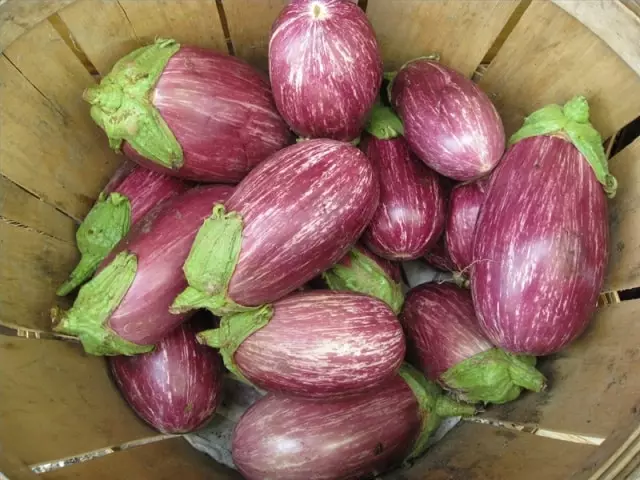 Ukubukeka kwe-matrosik ye-eggplant