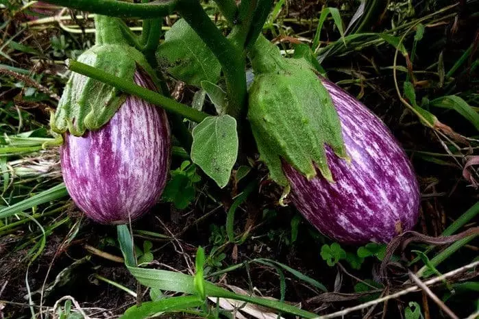 Busta eggplant marosik