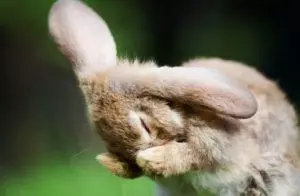 ¿Por qué estornudar los conejos y qué hacer, tratamientos y métodos para la prevención?