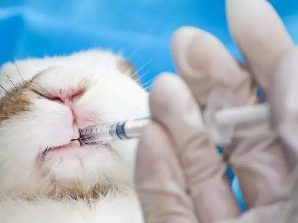 Tilknyttet vaccine til kaniner