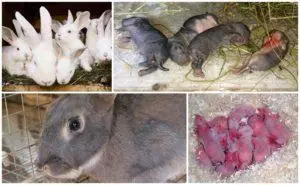 Mengapa kelinci kadang-kadang memakan kelincinya dan bagaimana mencegah kanibalisme
