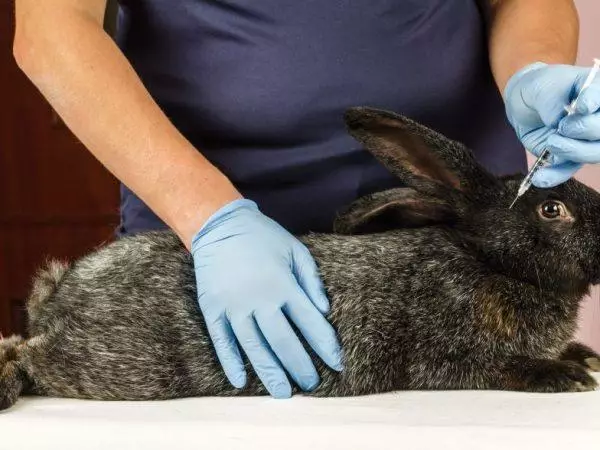 Vaksin terkait untuk kelinci
