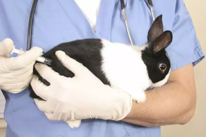 واکسن مرتبط برای خرگوش