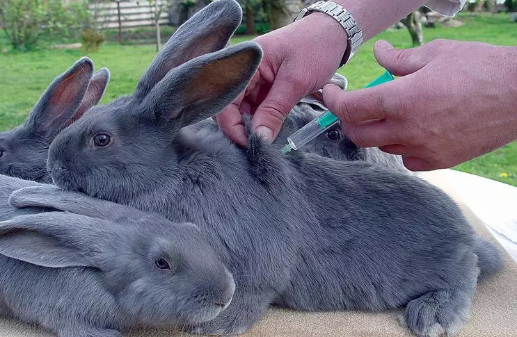 Powiązana szczepionka dla królików