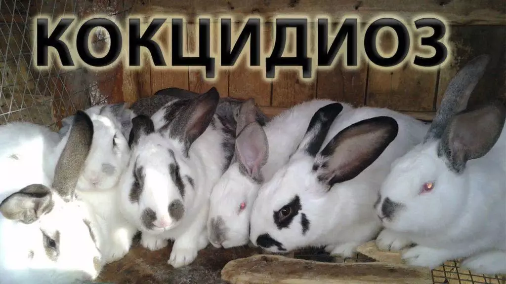 ນາງ Coccidia Rabbits