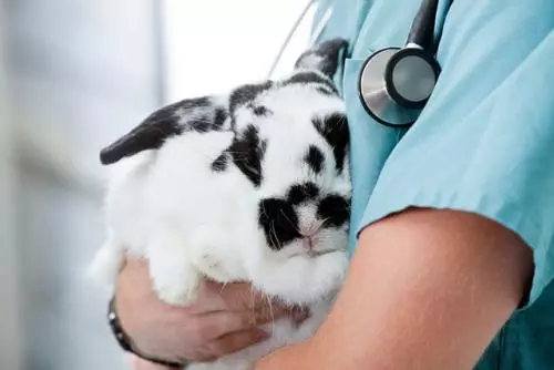 Болести на зајаци болвата