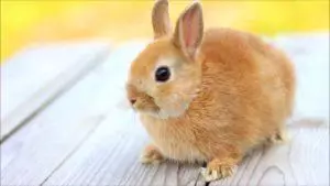 תיאור ומאפיינים של ארנבות של גזע קטין, יתרונות וחסרונות של תוכן