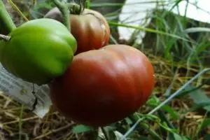 Tomato Lilac Lake Tomato Beschrijving, Kenmerken Groeien en Tuinmannen