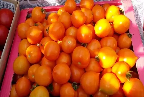 Imunitet paradajz.