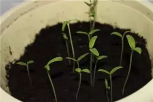 Why the seedlings of tomato stretches, becomes thin and long, what to do