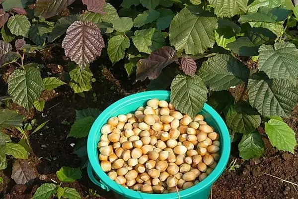 Hazelnut: ngembang sareng perawatan di tengah jalur tengah Rusia, jinis pangsaéna, baranahan