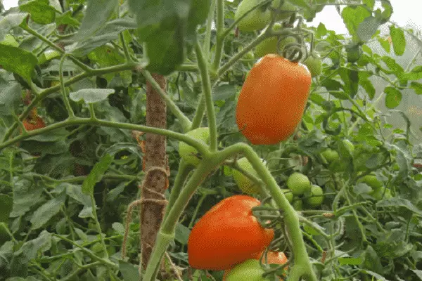 Dışsız domates