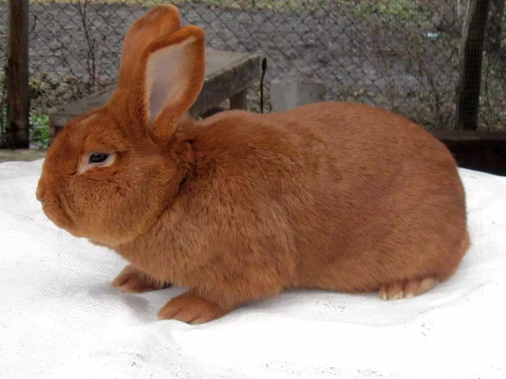 Rabbit de Nova Zelanda