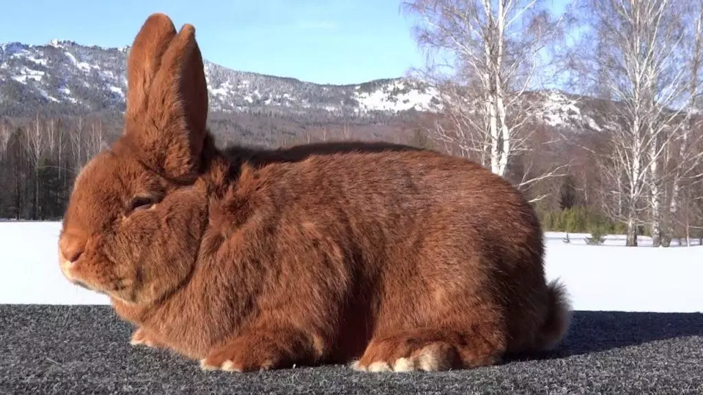 I-New Zealand Rabbit