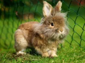 Beskrivning och egenskaper hos Lionogol rasen av kaniner, vårdregler