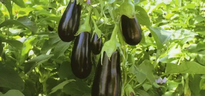 Eggplant ngoro 6.