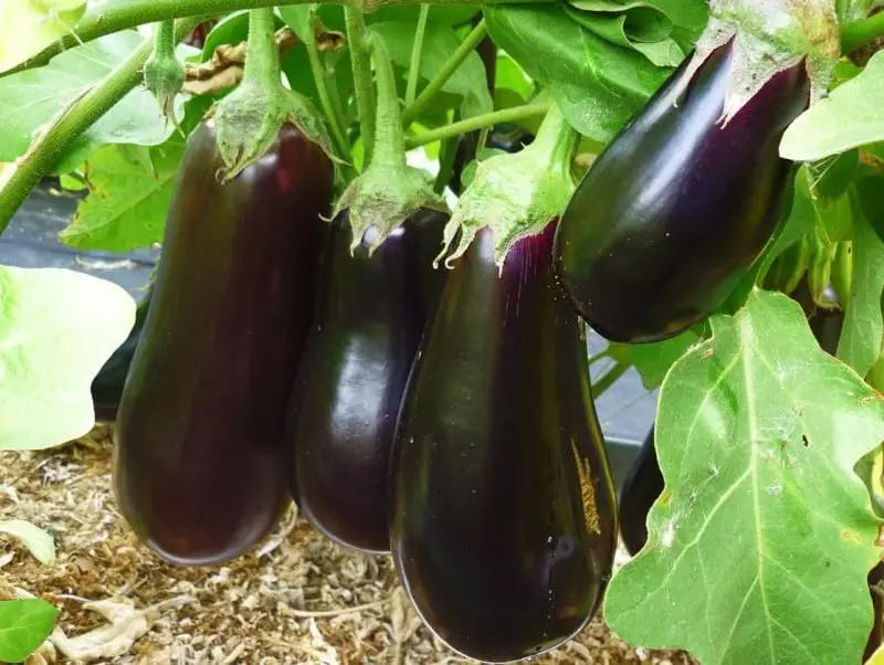 Eggplant Wagon 6.