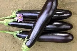 I-Eggplant Wagon 6: Inqaku kunye nenkcazo yeentlobo, ukuvelisa ngeefoto 9383_7