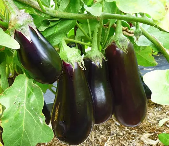 Eggplant vogn 6.