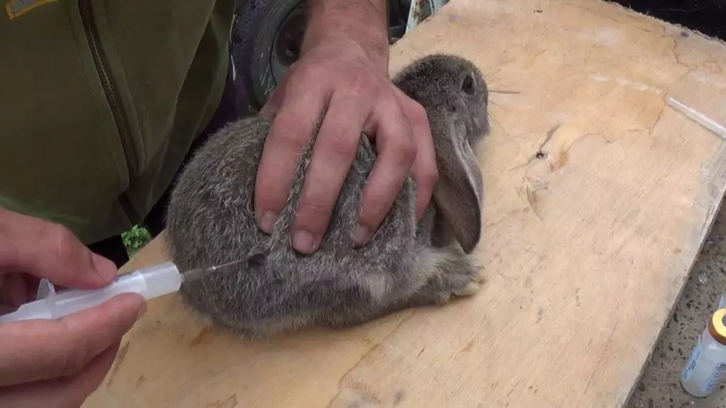 Conejos de vacunación