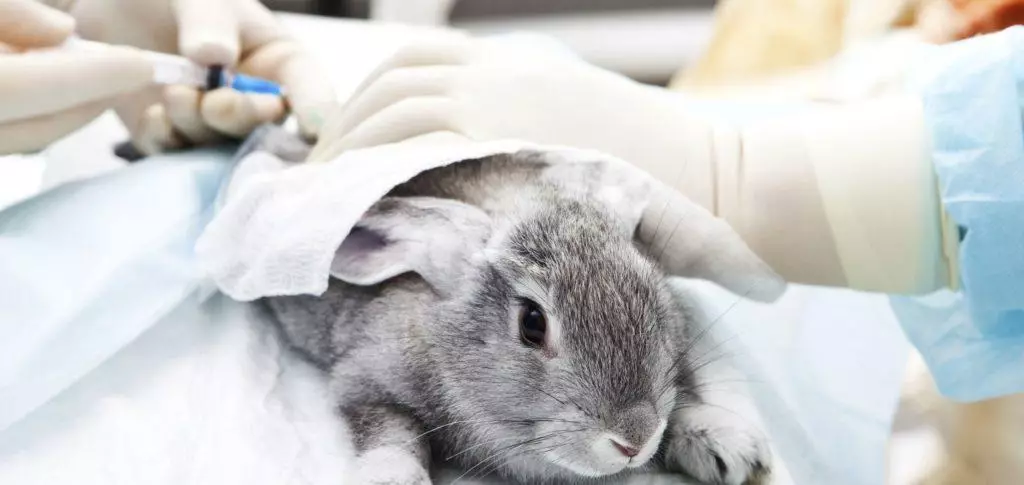 Conejos de vacunación