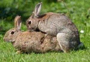 La edad de los conejos para el apareamiento y las reglas en el hogar para principiantes.