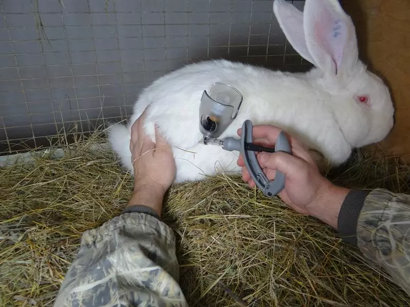 Conejos de vacunación