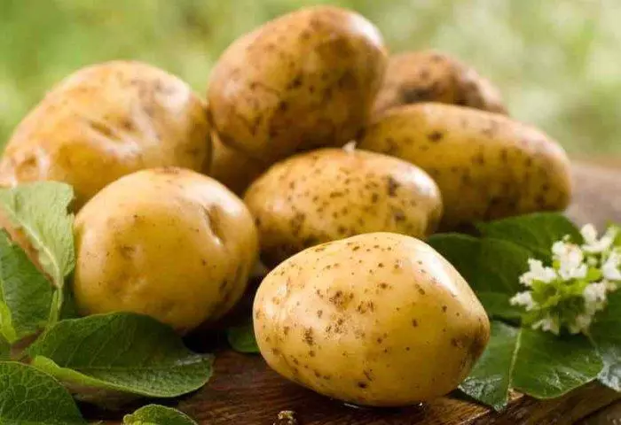 шикі картоп