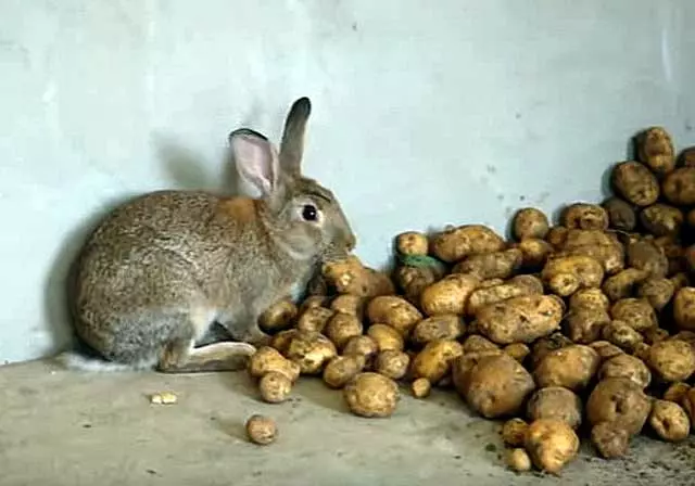 Potatoes thỏ.