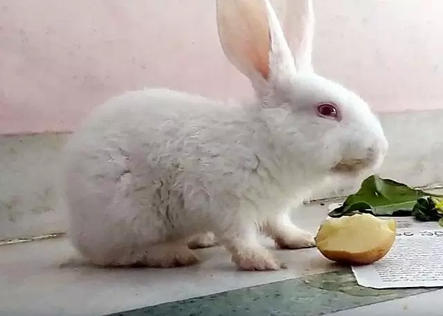 Conejo de alimentación