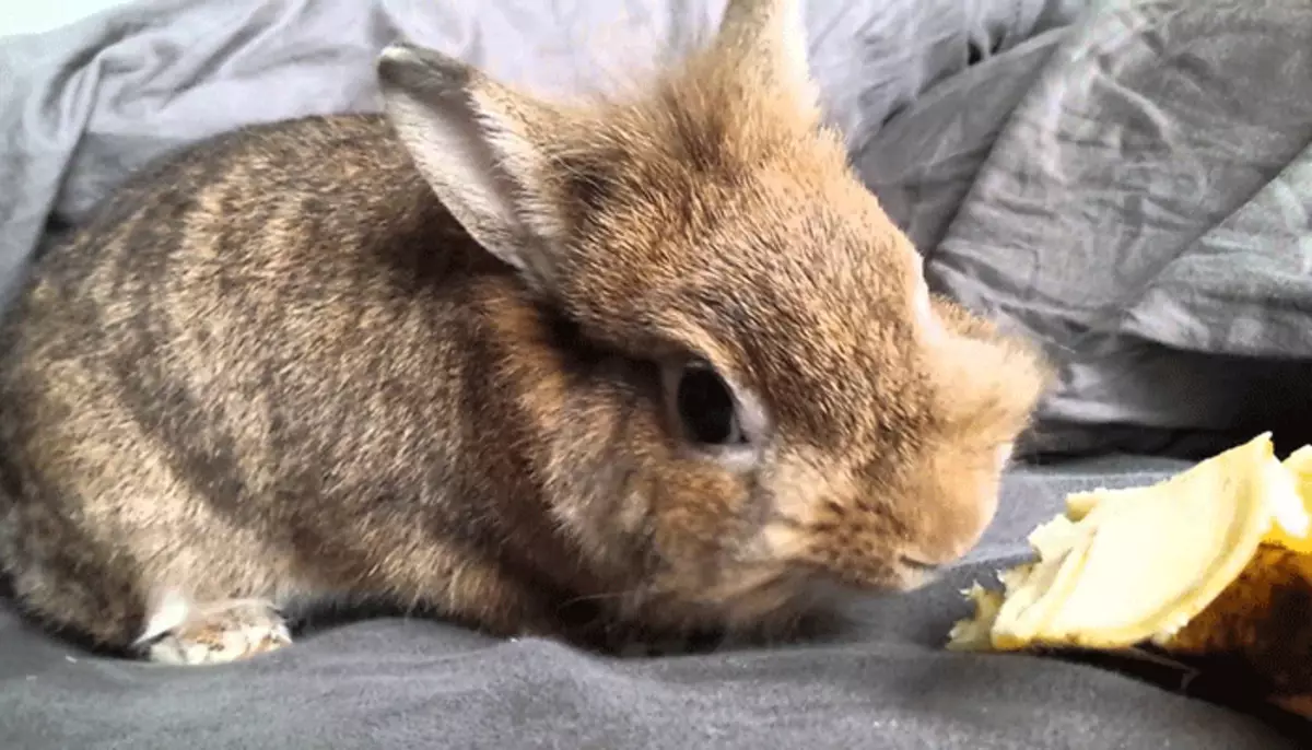 Cho thỏ ăn