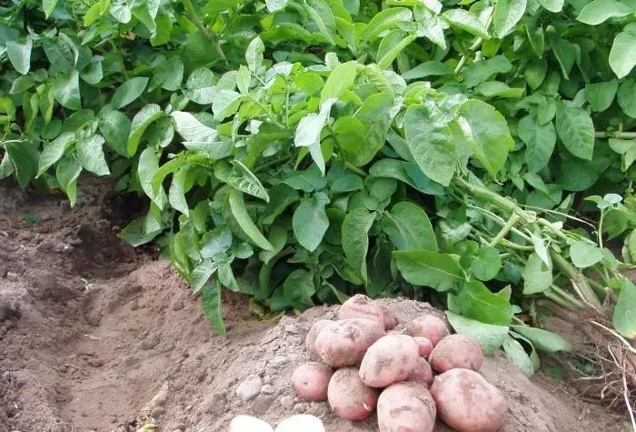 Batatas frescas