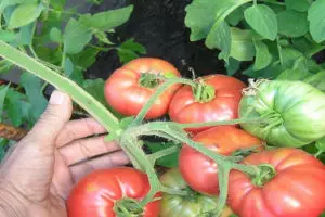 Tomatsted Beskrivelse Great Warrior og dens egenskaber