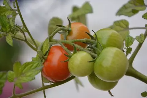 Tomat mangwanani