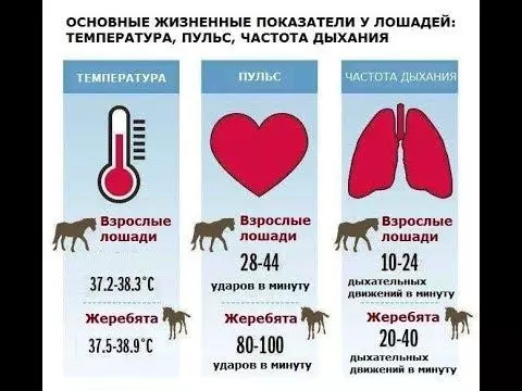Temperatura konjska