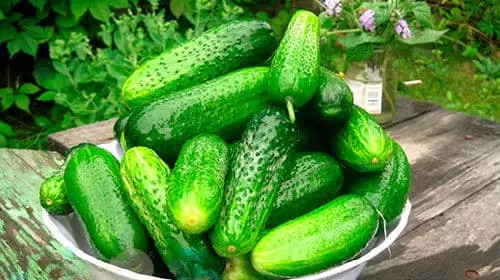 একটি বাটি মধ্যে cucumbers