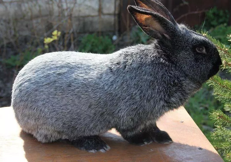 Rabbits Zîv Polenê