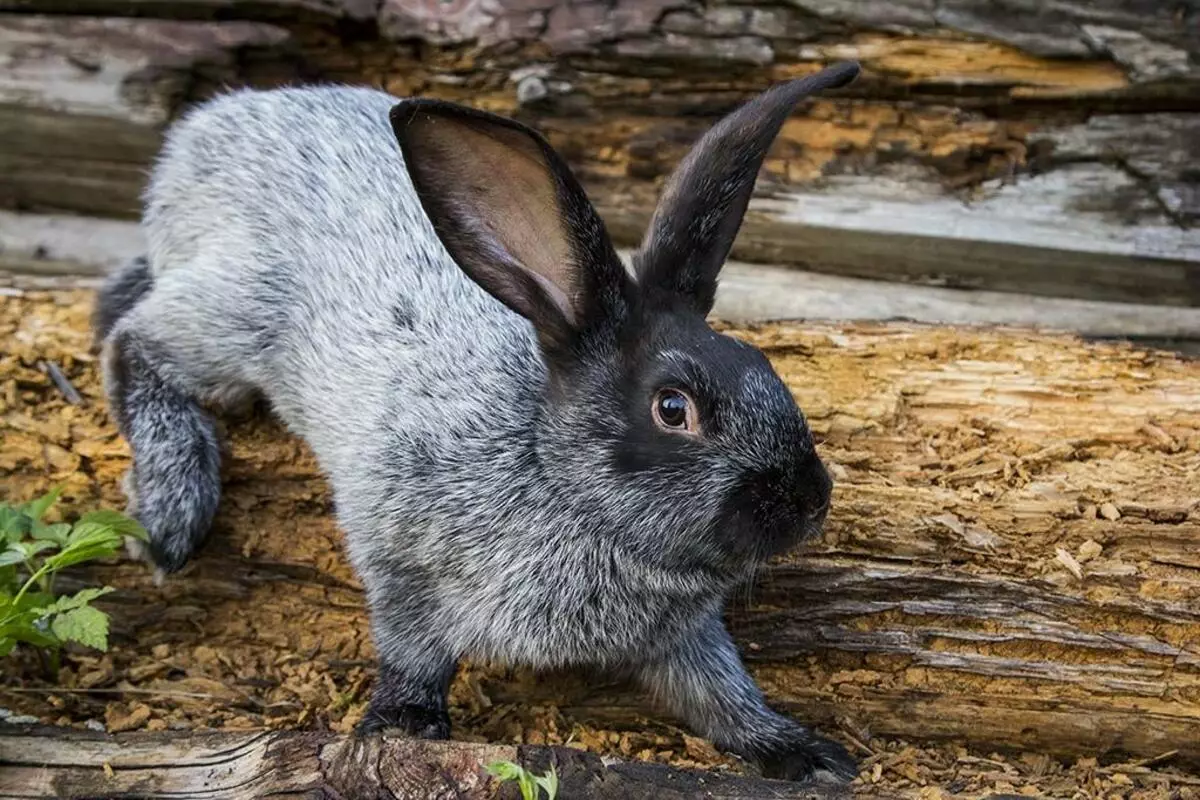 Rabbits Silver Poltava