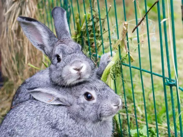 Rabbits Silver Poltava