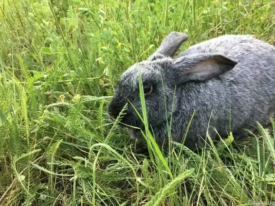 Kaninchen Silber Poltava.