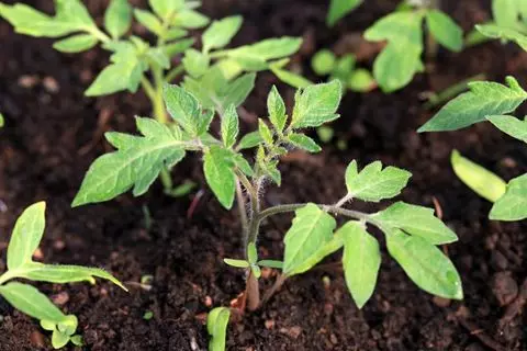 Tomatenbär Kosolapiy: Merkmal und Beschreibung von Sorten, Bewertungen und Ertrag