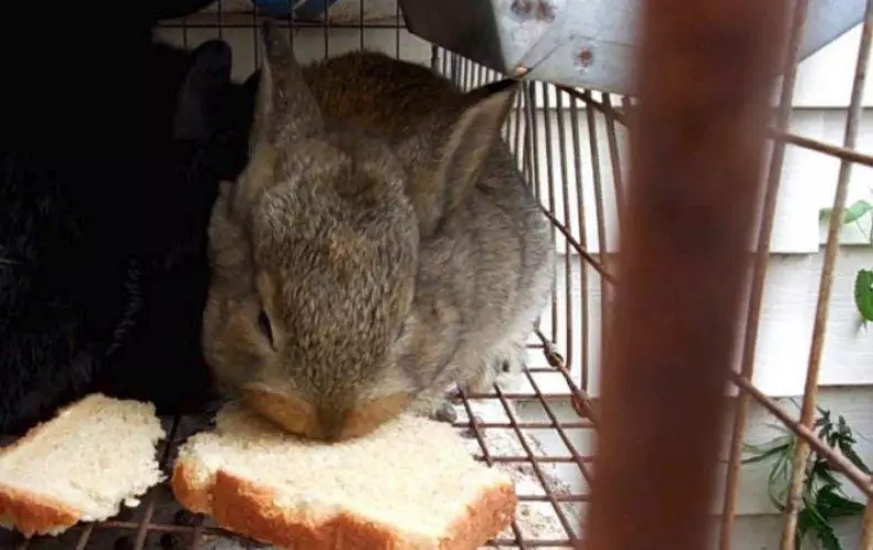 Posso alimentar os coelhos pão