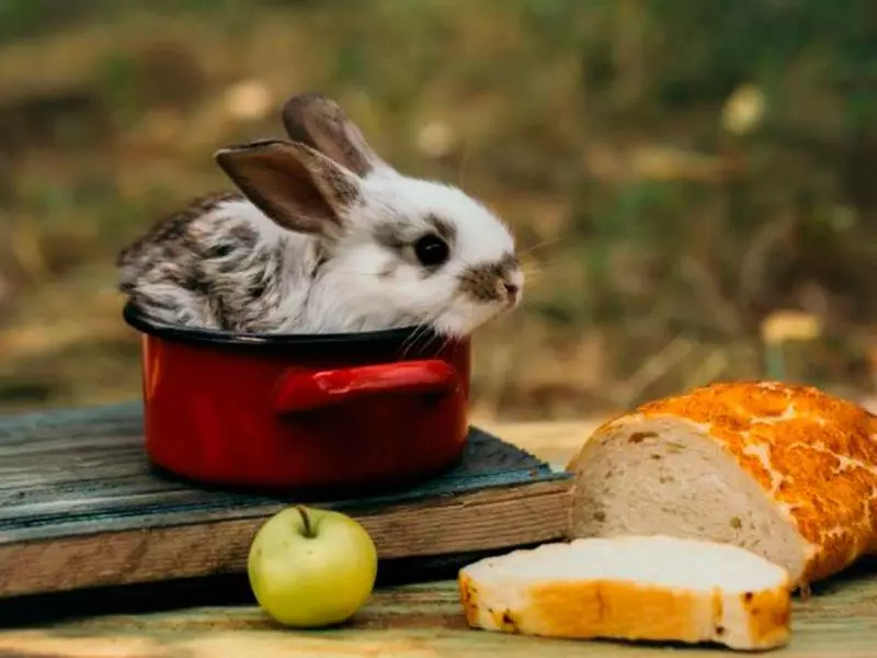 Rabbit and bread