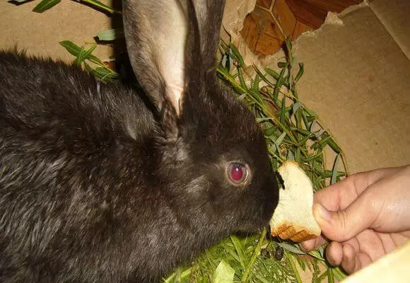 Môžem kŕmiť králiky chleba